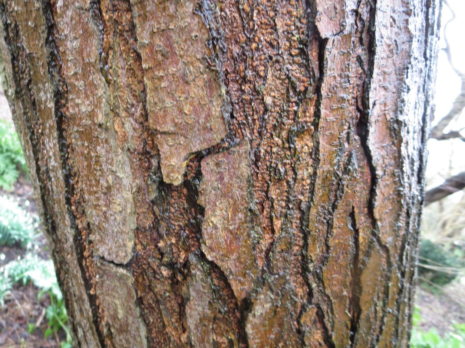 Golden Rain Tree - Tree Guide UK - Golden Rain Tree identification