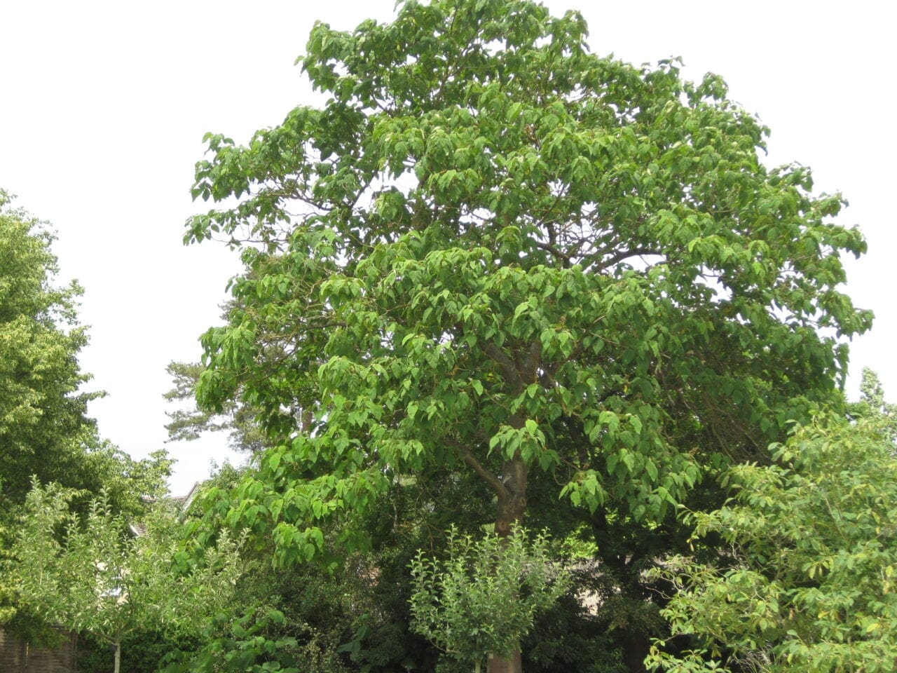 Foxglove Tree - Tree Guide UK - Foxglove Tree identification