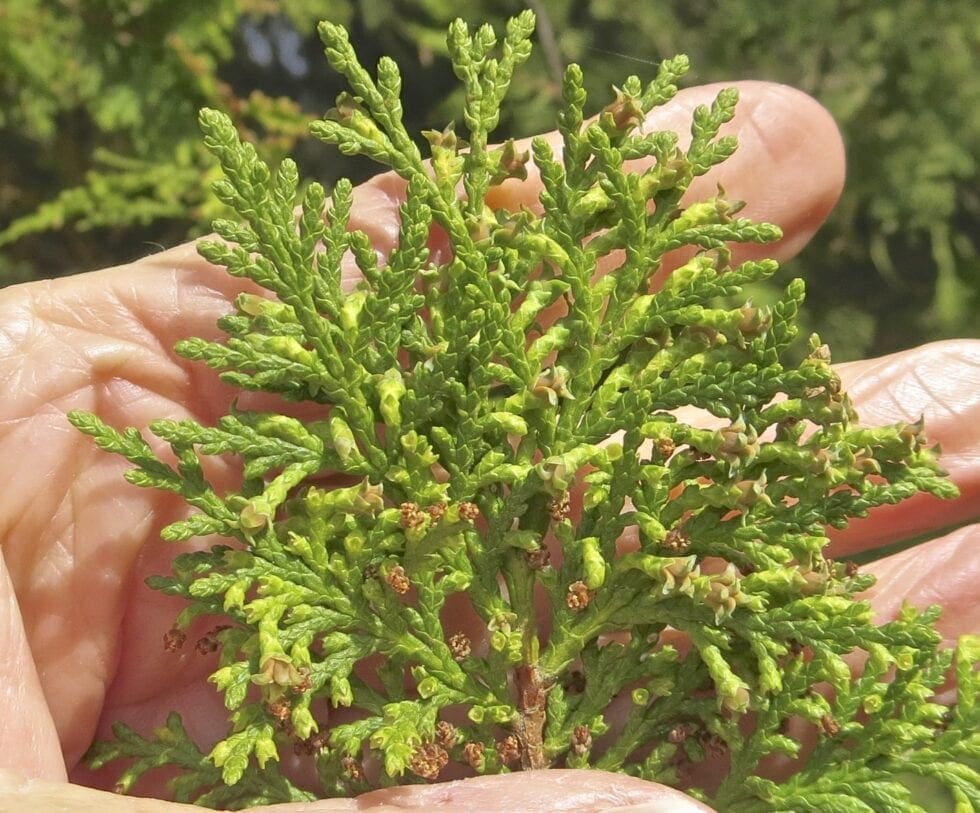 Oriental Thuja - Tree Guide UK Oriental Thuja tree identification
