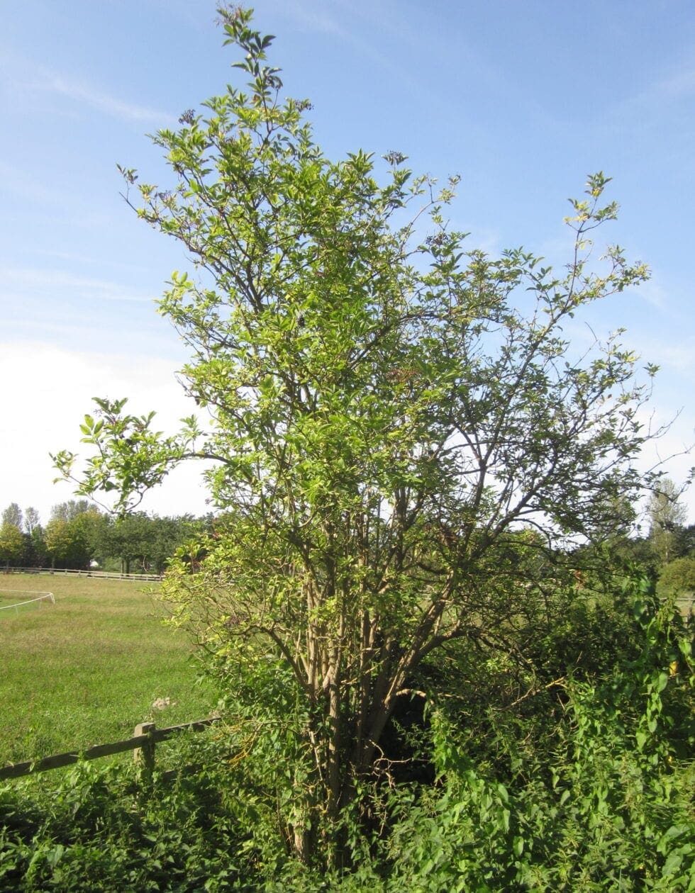 Elder - Tree Guide UK - Elder tree identification by leaf, flower and fruit