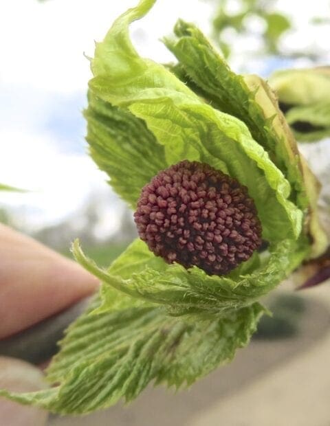 Handkerchief Tree - Tree Guide UK- Handkerchief Tree identification