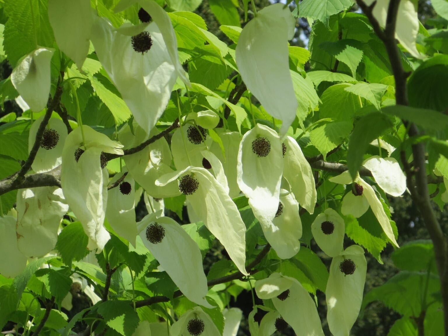 Handkerchief Tree - Tree Guide UK- Handkerchief Tree identification