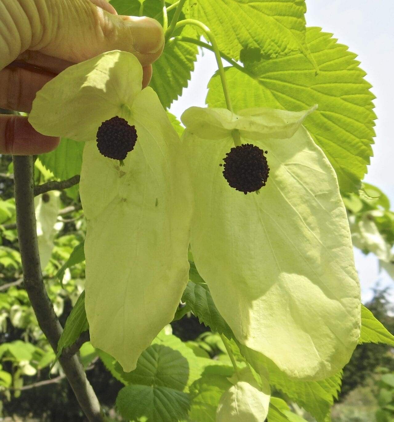 Handkerchief Tree - Tree Guide UK- Handkerchief Tree identification