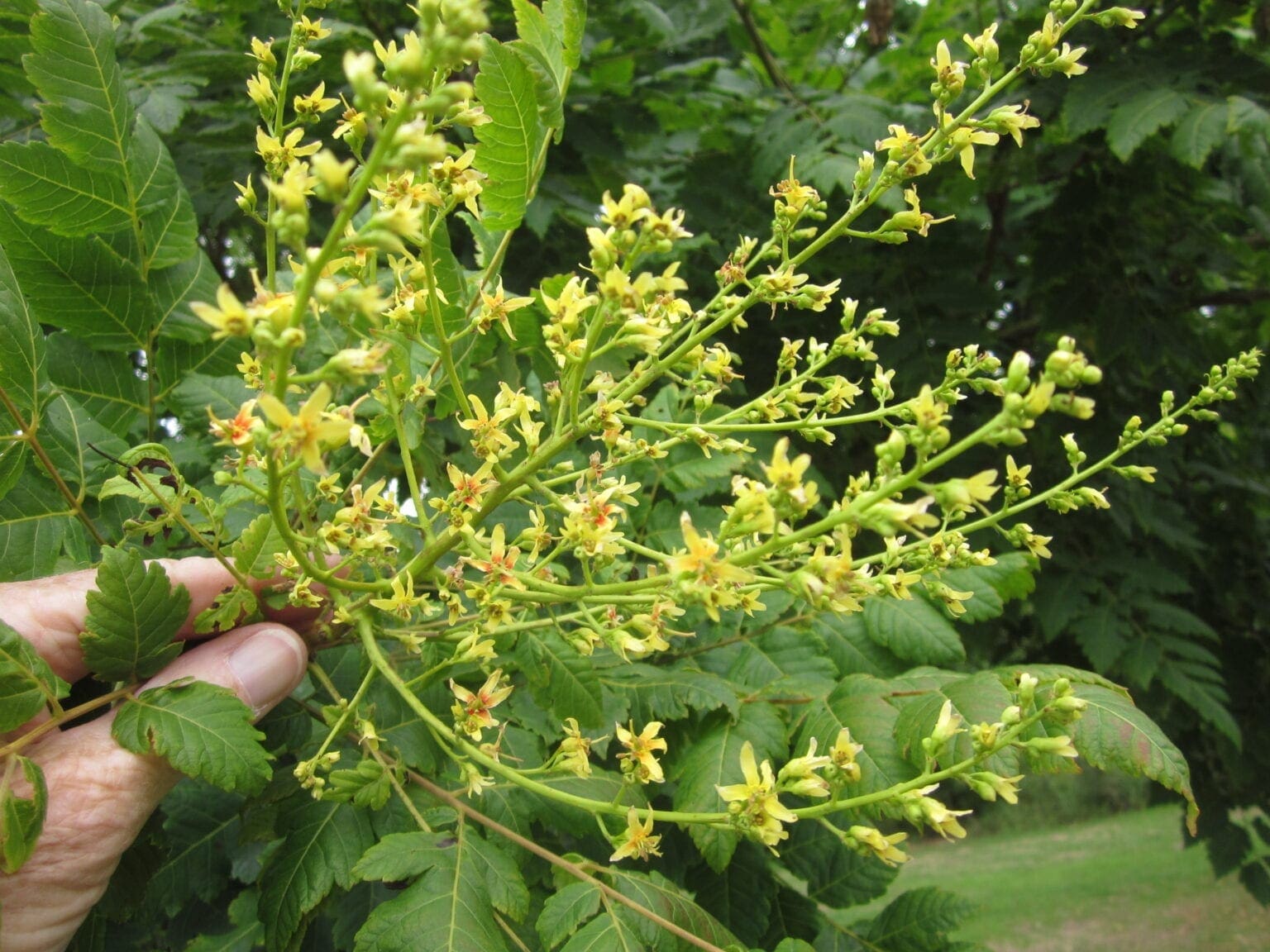 Golden Rain Tree - Tree Guide UK - Golden Rain Tree identification