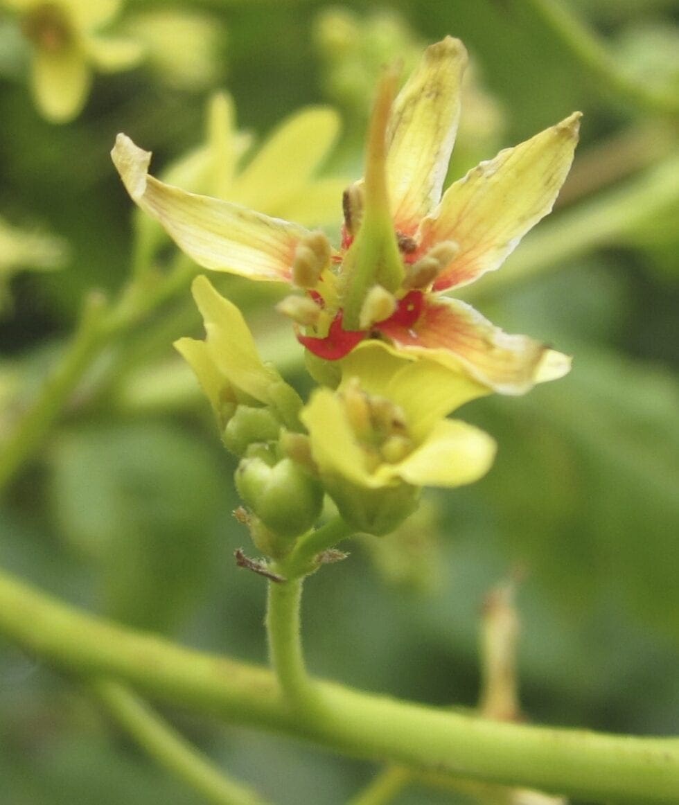 Golden Rain Tree - Tree Guide UK - Golden Rain Tree identification