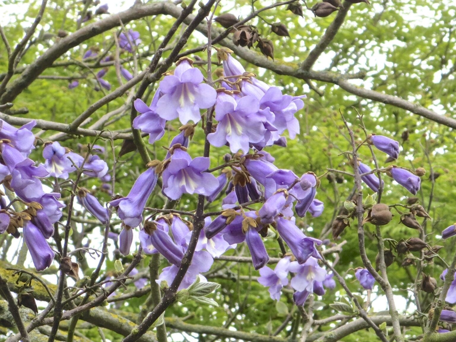 Foxglove Tree - Tree Guide UK - Foxglove Tree identification