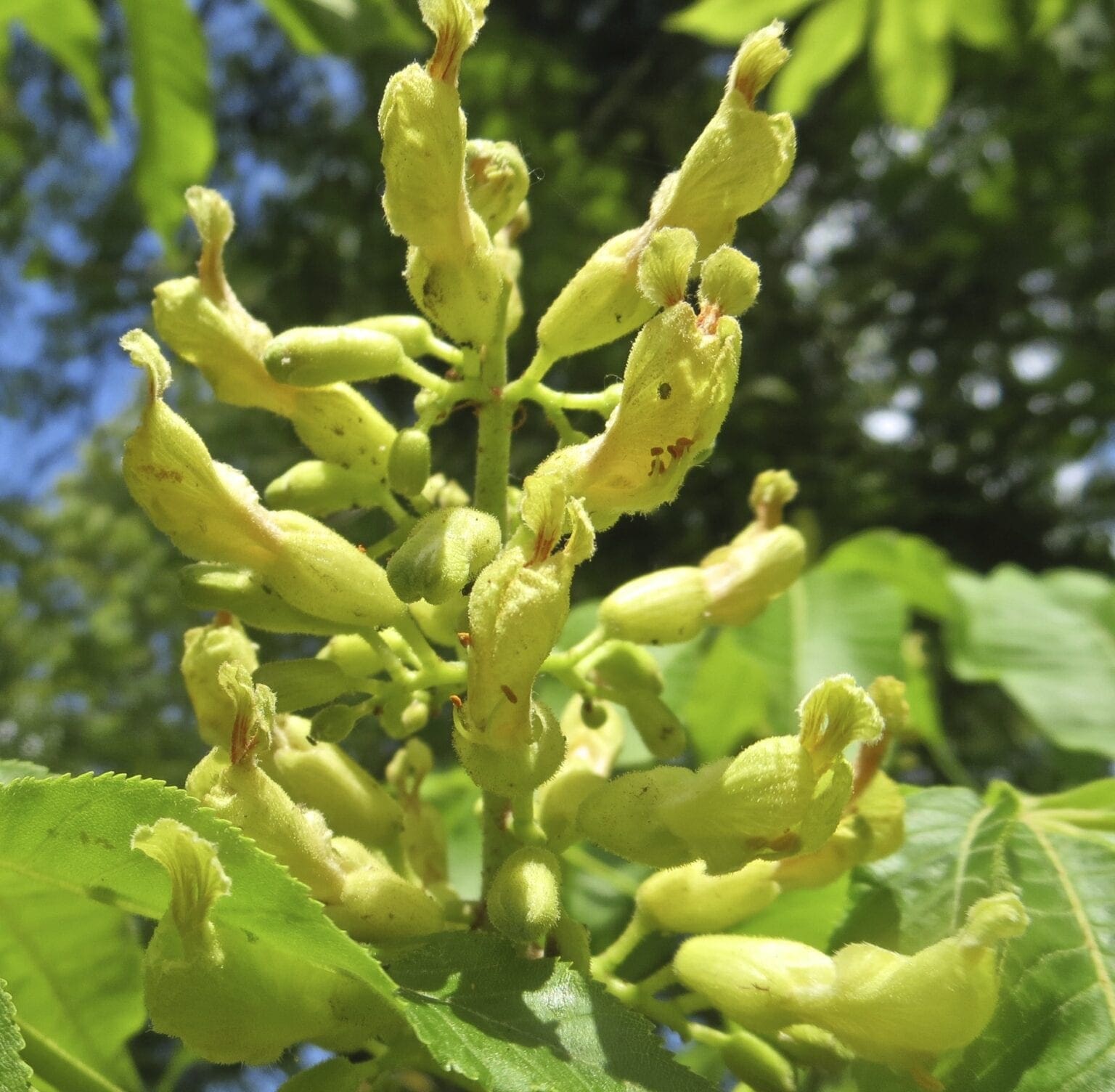 Exotic Trees - Tree Guide UK Exotic trees in Britain