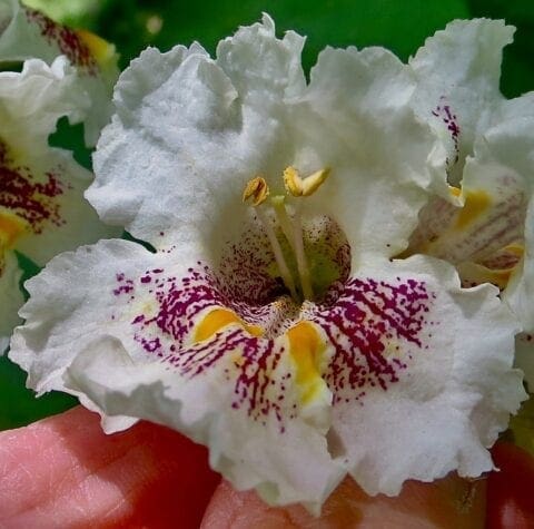 Southern Catalpa - Tree Guide UK - Southern Catalpa tree identification