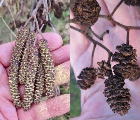 Catkins - Tree Guide UK Catkins tree identification