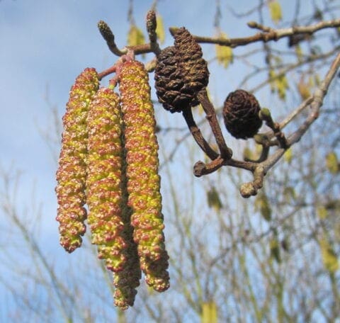 Catkins - Tree Guide UK - Tree identification by catkins