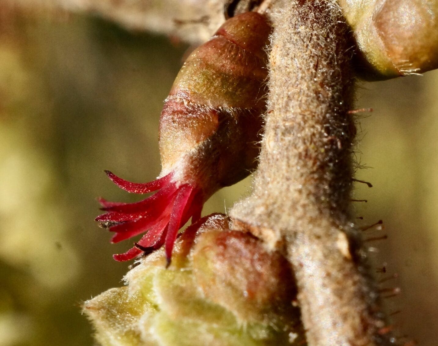 Hazel catkins - Tree Guide UK - Hazel catkins