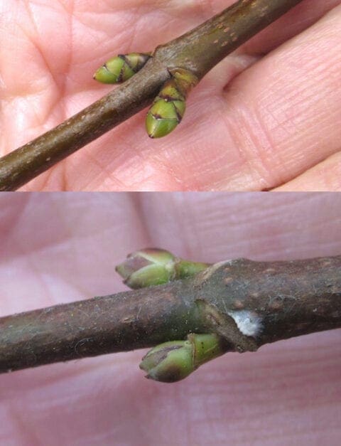 Buds Opposite - Tree Guide UK - Tree ID by lateral opposite buds