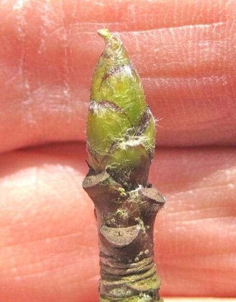 Buds hairy - Tree Guide UK Tree ID by hairy buds