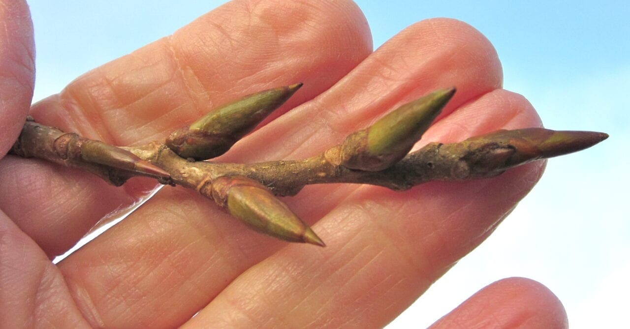 Poplars - Tree Guide UK Poplar trees identification