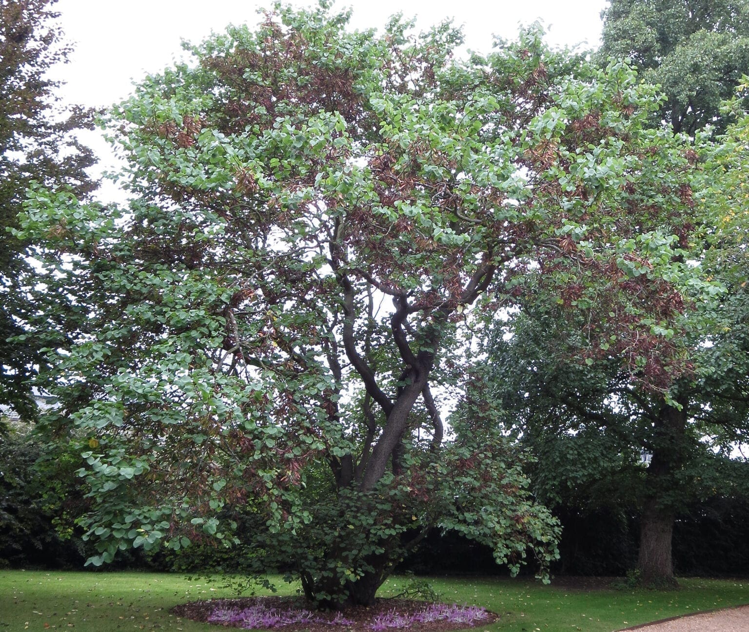 Judas Tree - Tree Guide UK Judas Tree identification