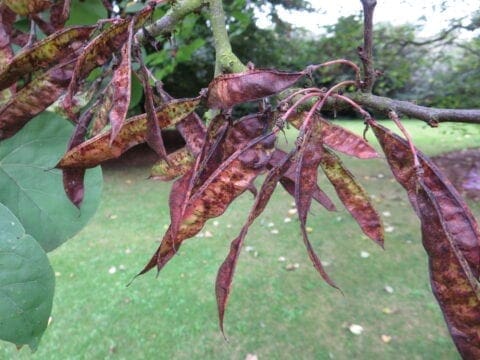 Judas Tree - Tree Guide UK Judas Tree identification