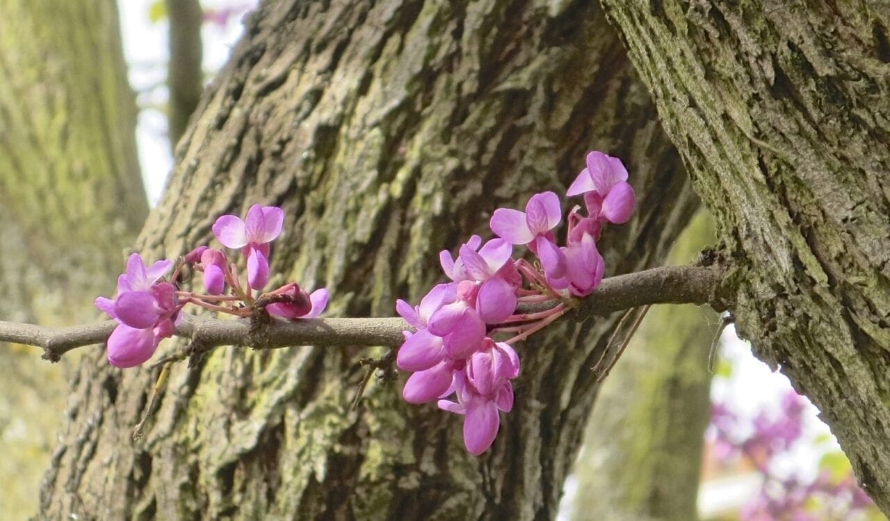 Judas Tree - Tree Guide UK Judas Tree identification