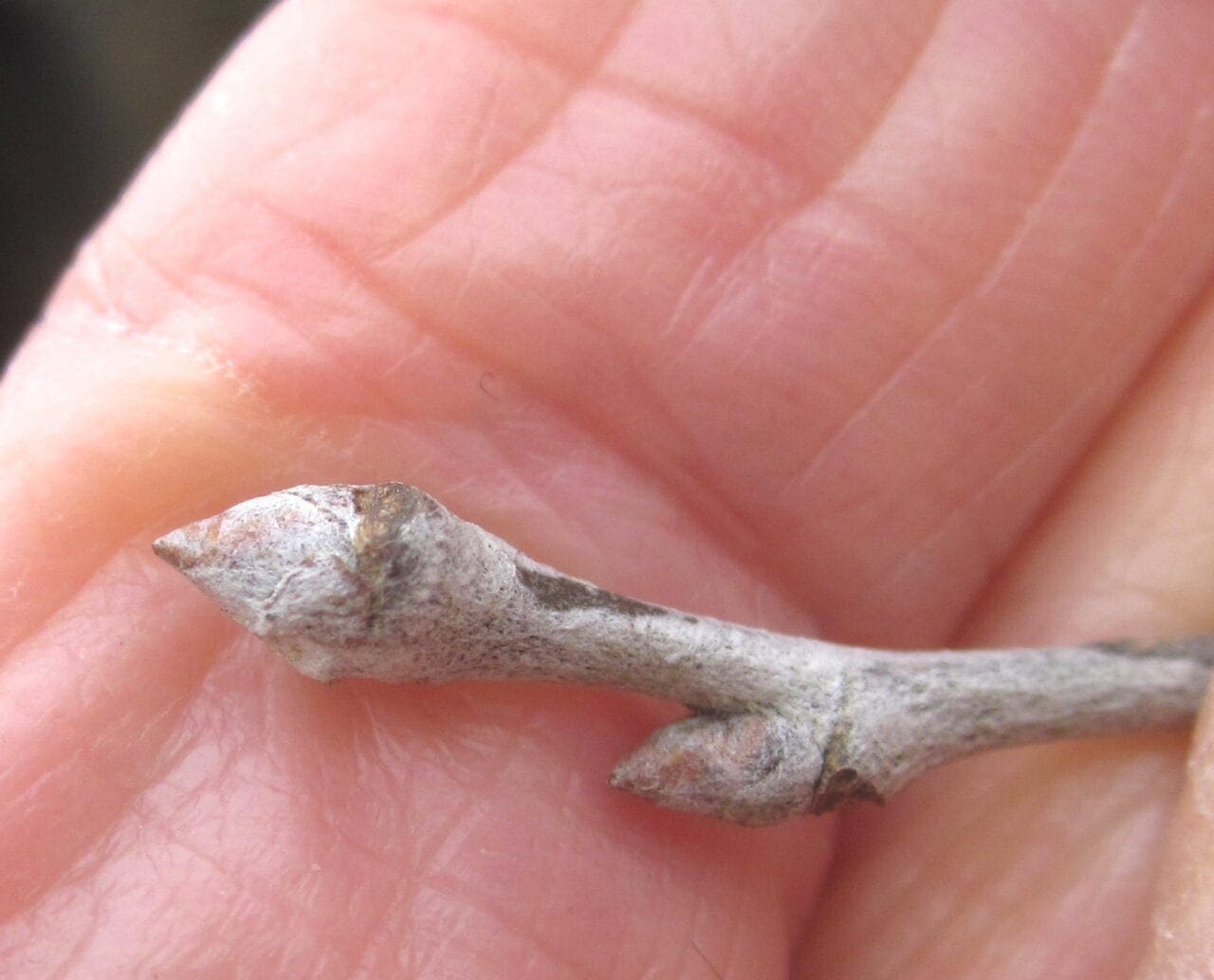 Poplars - Tree Guide UK Poplar trees identification