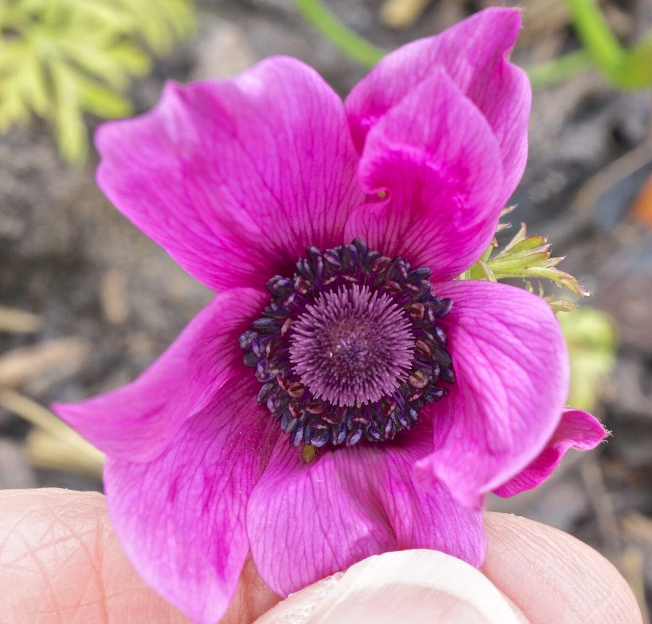 Buttercup Family - Butter Cup Family