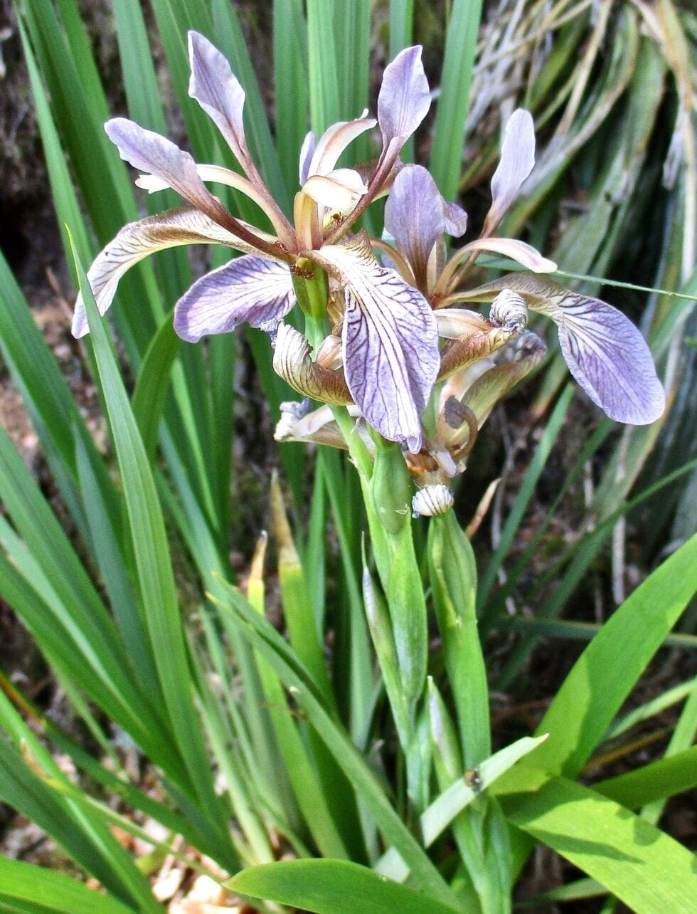 Iris Family - Iris Family