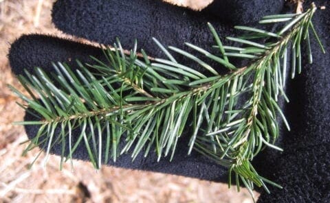 Douglas Fir - Tree Guide UK Douglas Fir identification