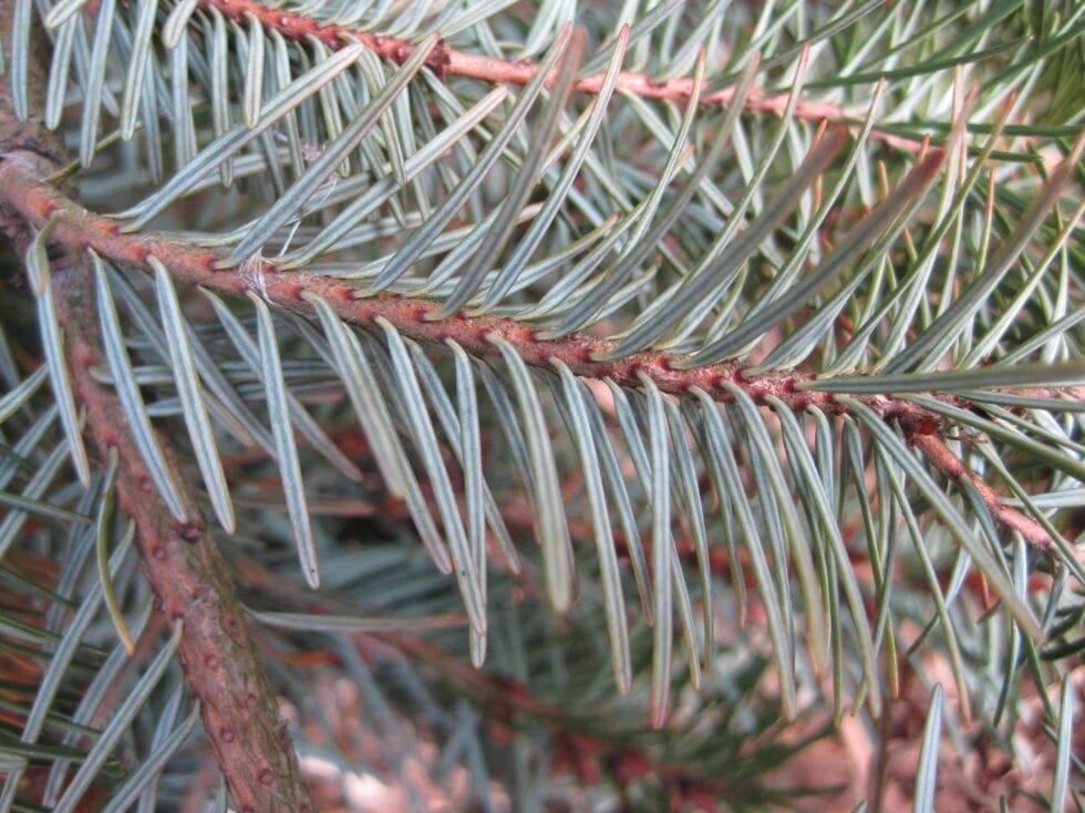 Douglas Fir - Tree Guide UK - Douglas Fir tree identification
