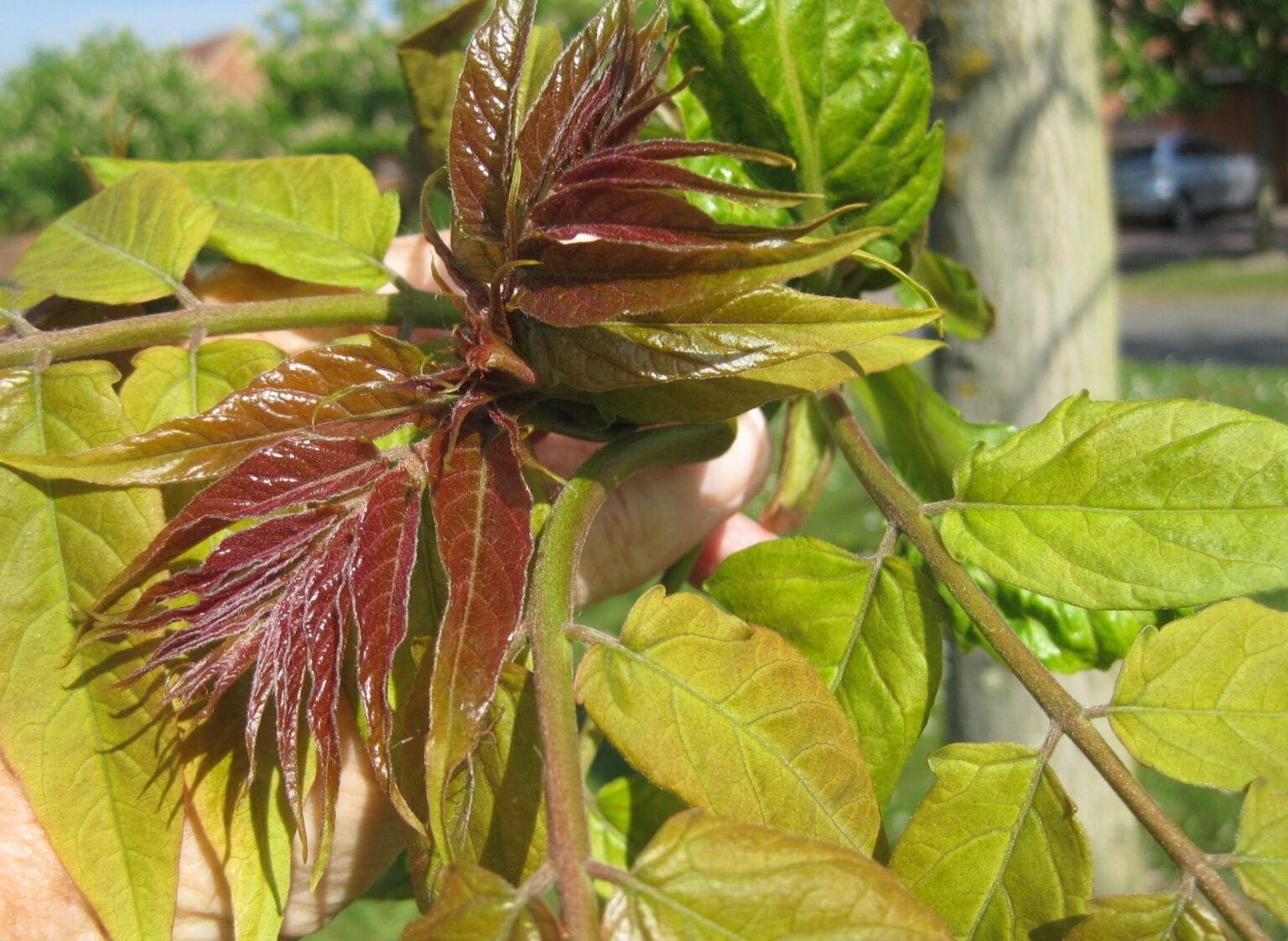 Tree of Heaven - Tree Guide UK - Tree of Heaven identification