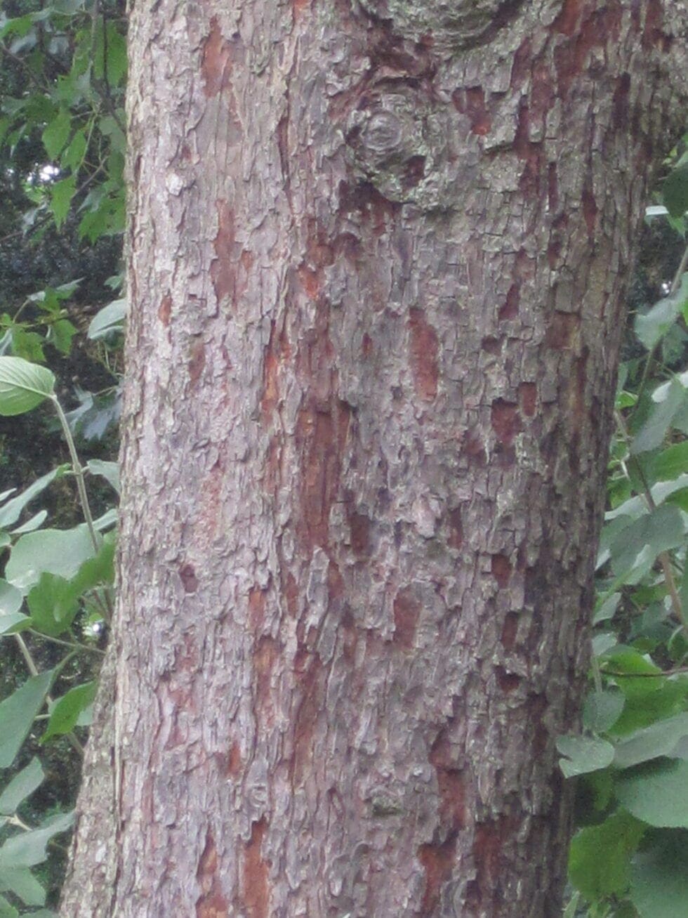 Service Tree - Tree Guide UK - Wild Service Tree identification