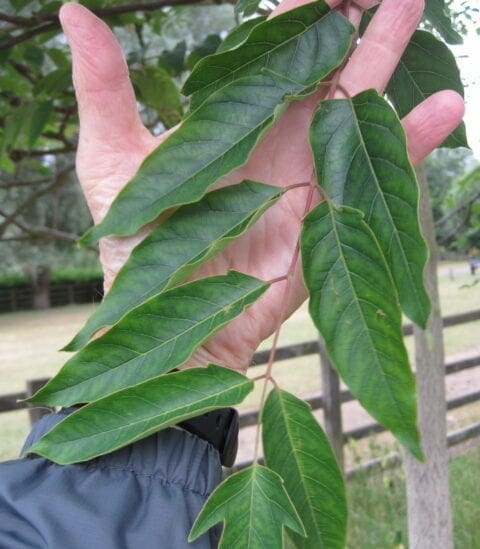 Tree of Heaven - Tree Guide UK - Tree of Heaven identification