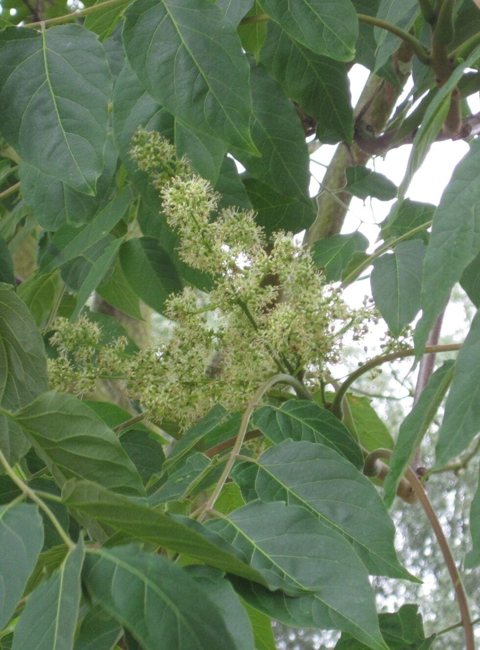 Tree of Heaven - Tree Guide UK - Tree of Heaven identification