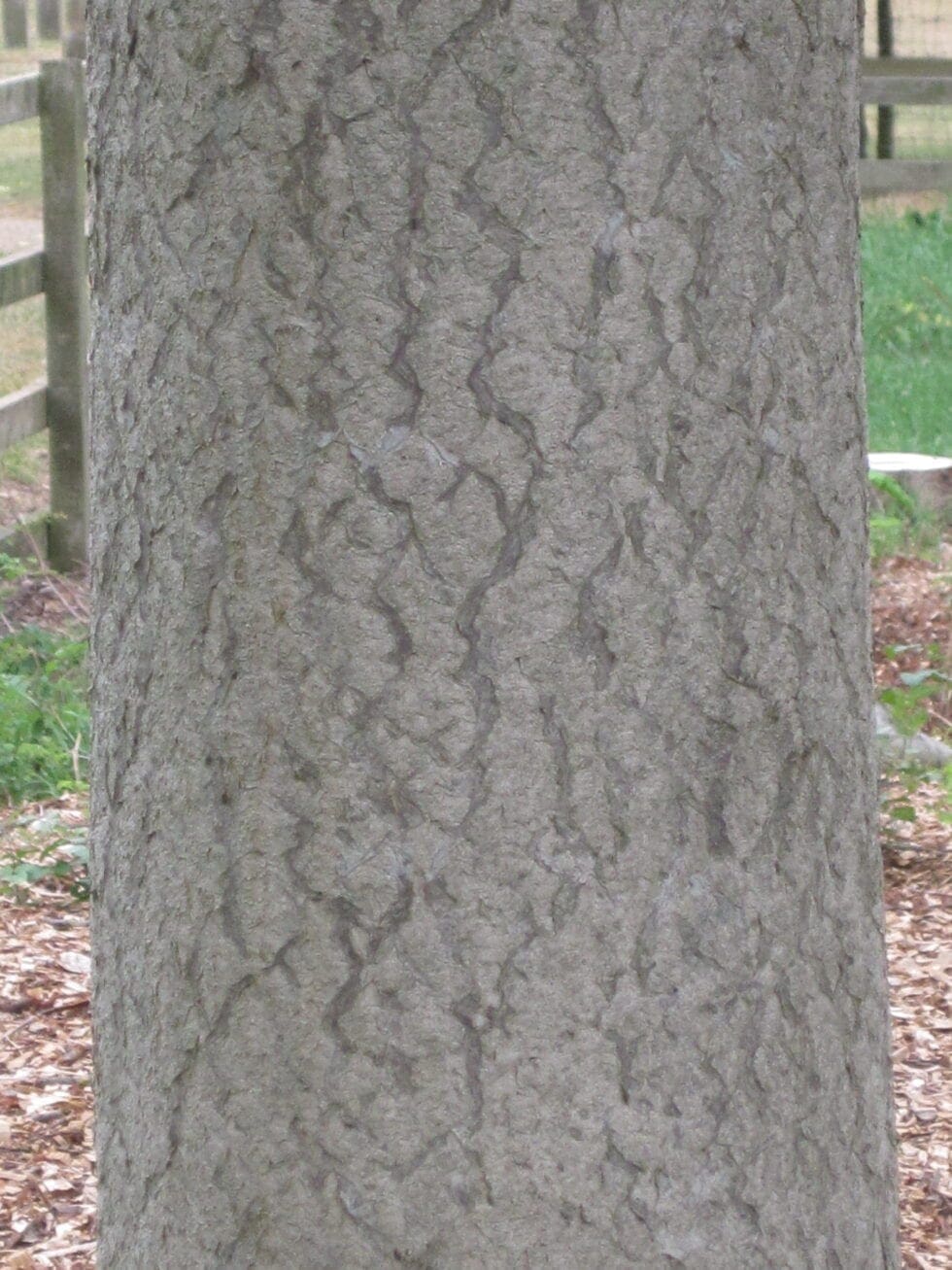 Tree of Heaven - Tree Guide UK - Tree of Heaven identification