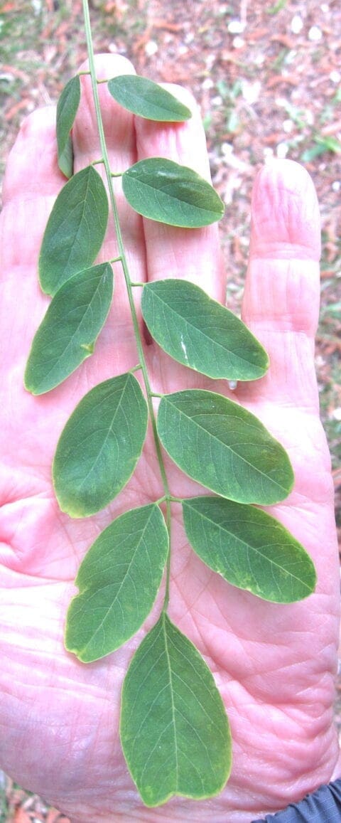 False Acacia - Tree Guide UK - False Acacia tree identification