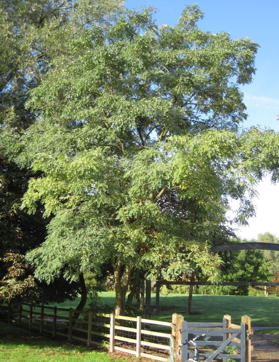 False Acacia - Tree Guide UK - False Acacia tree identification