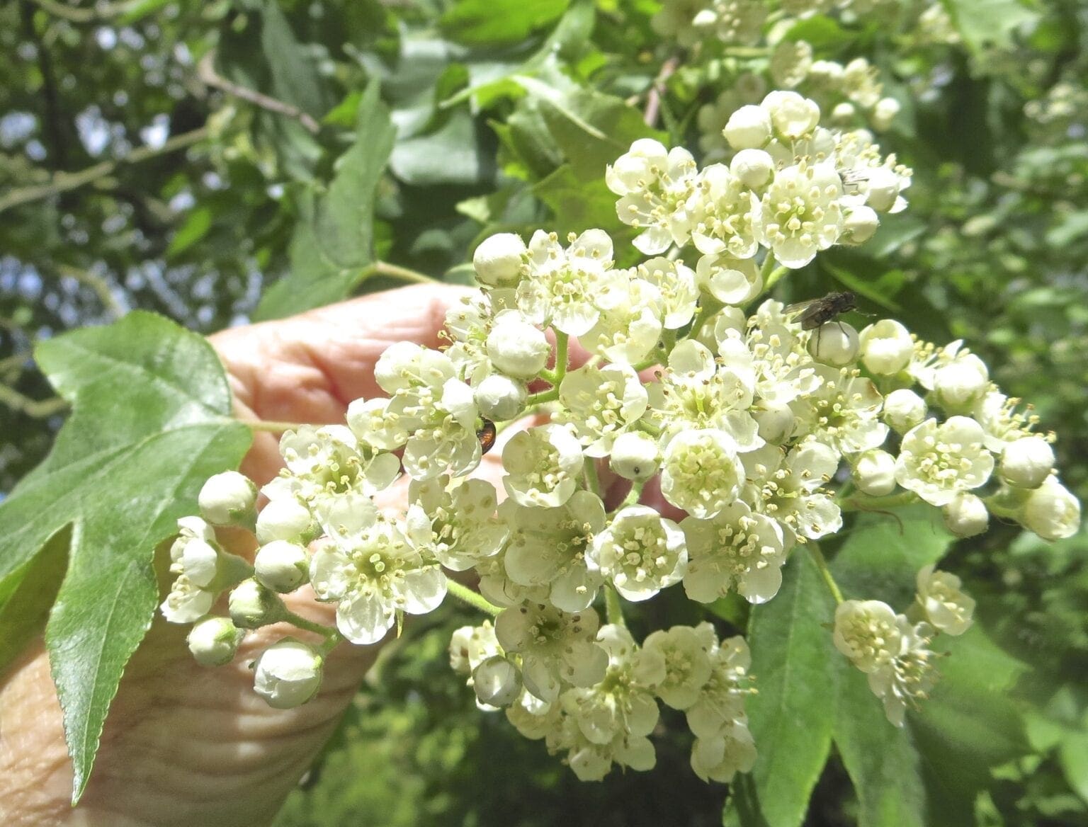 Service Tree - Tree Guide UK - Wild Service Tree identification