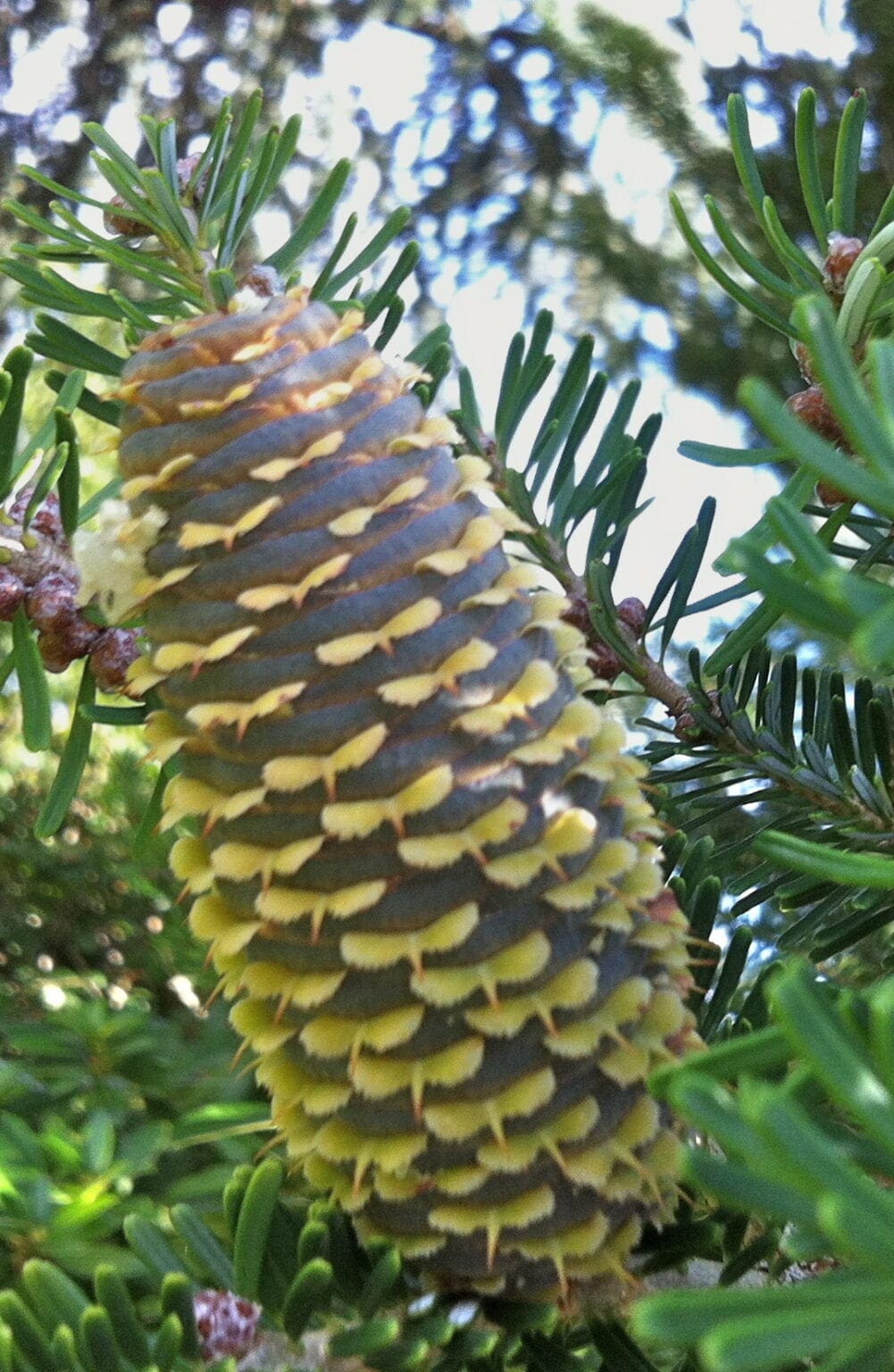 Spruce and Fir Tree Cones - Tree Guide UK Spruce and Fir tree cones