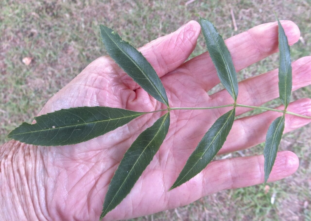 More Ash - Tree Guide UK - more ash tree species identification