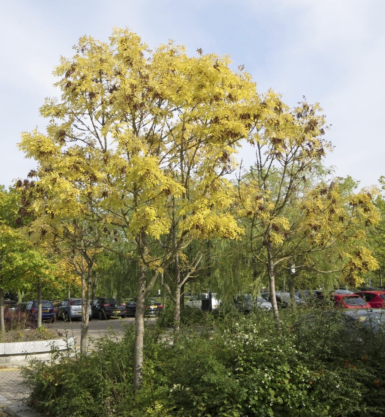 More Ash - Tree Guide UK - more ash tree species identification