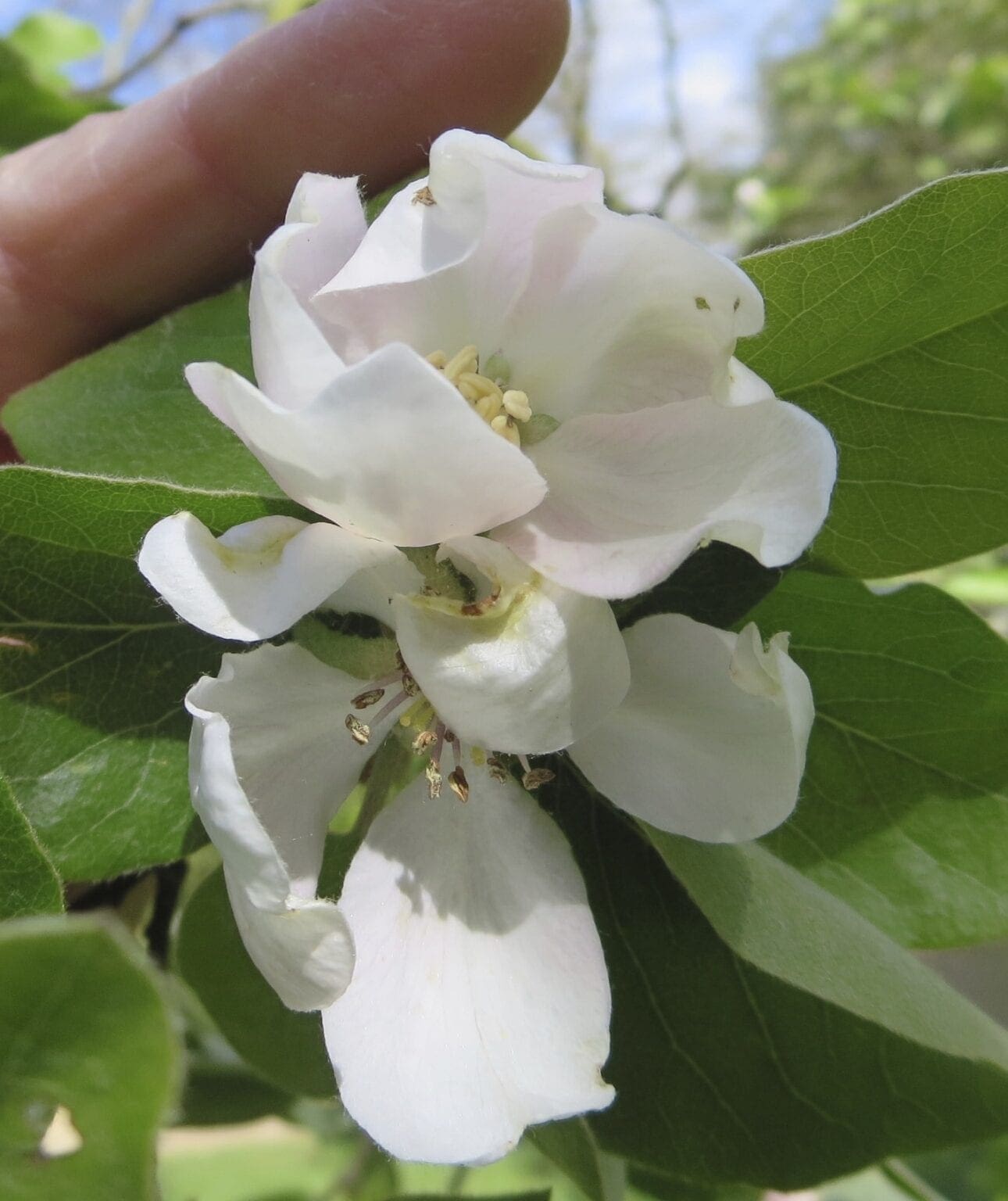 Quince - Tree Guide UK - Quince tree identification