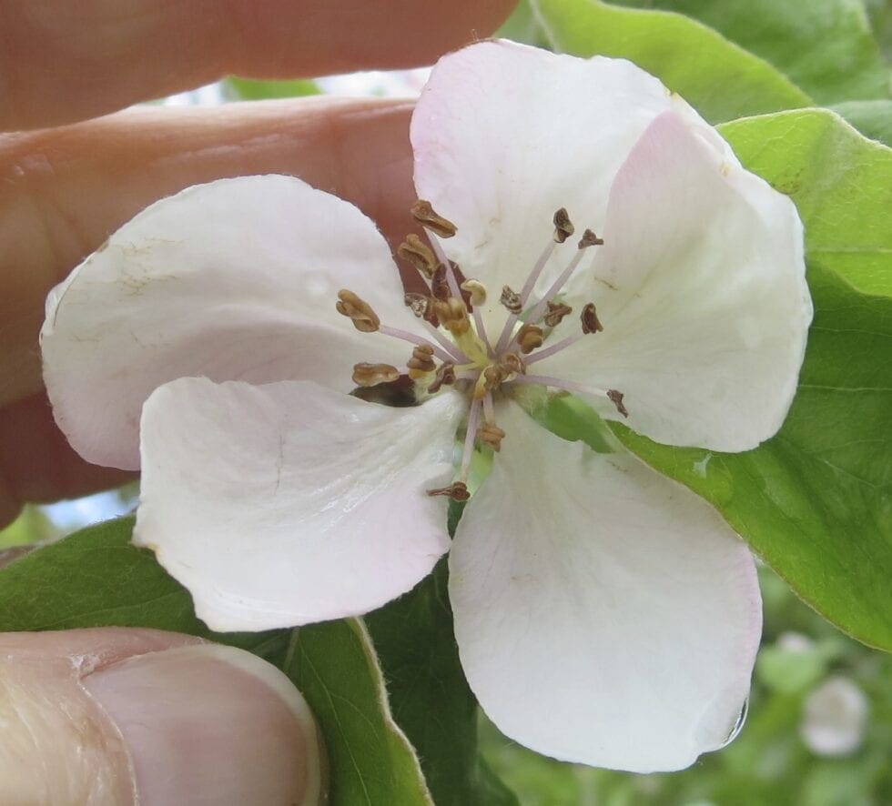 Quince - Tree Guide UK - Quince tree identification