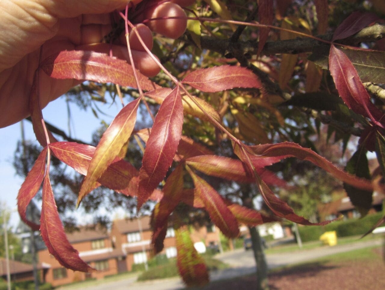 More Ash - Tree Guide UK - more ash tree species identification