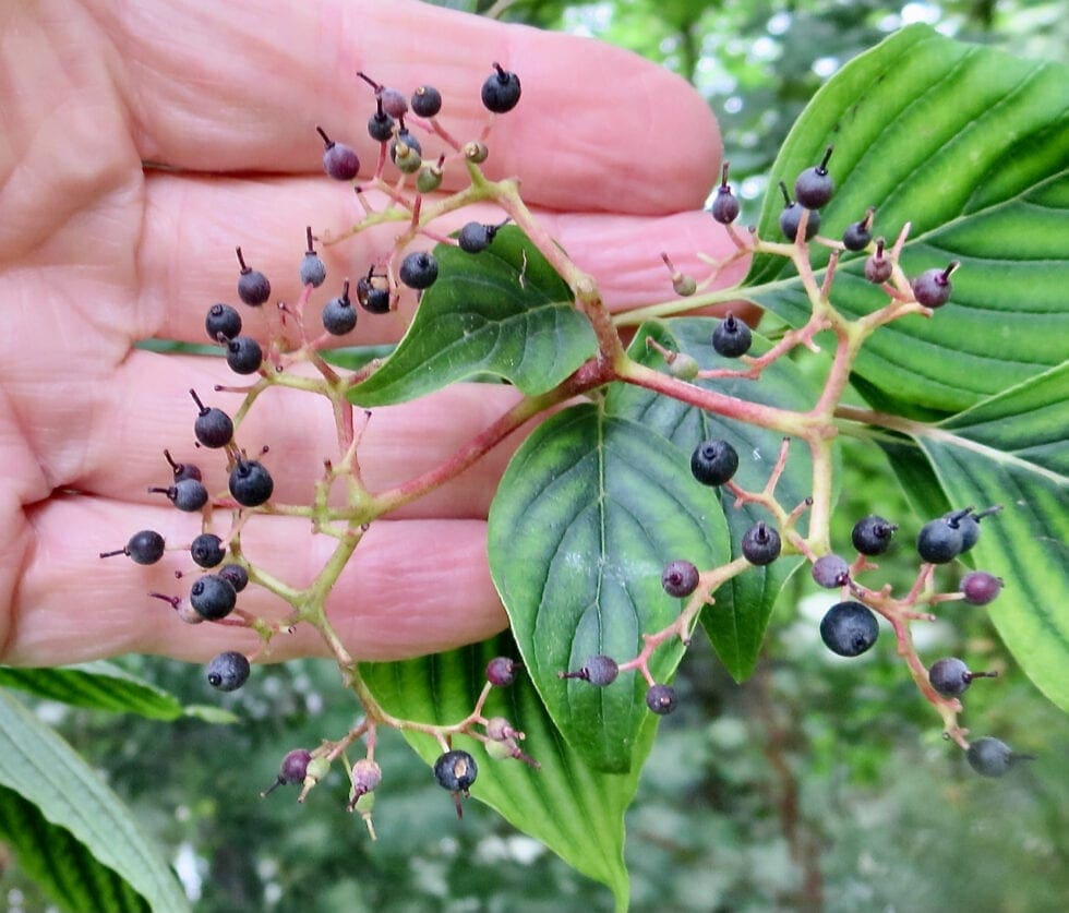 Table Dogwood - Tree Guide UK - Table Dogwood tree identification