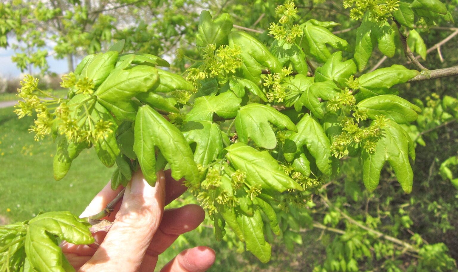 Maples - Tree Guide UK - Maple tree identification