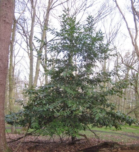 Laurels - Tree Guide UK - Laurel tree identification
