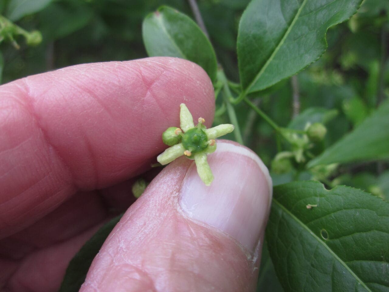 Spindle - Tree Guide UK - Spindle tree identification