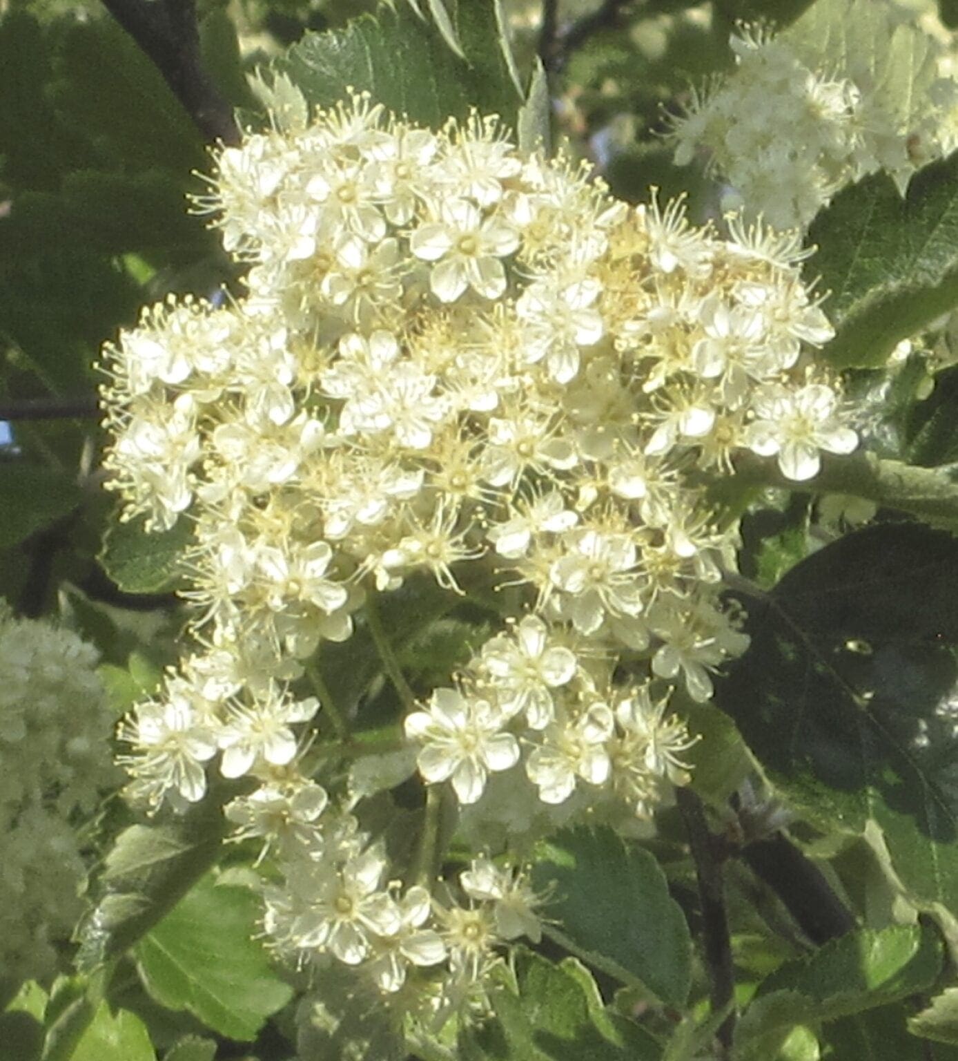 Whitebeams - Tree Guide UK - Whitebeam trees identification