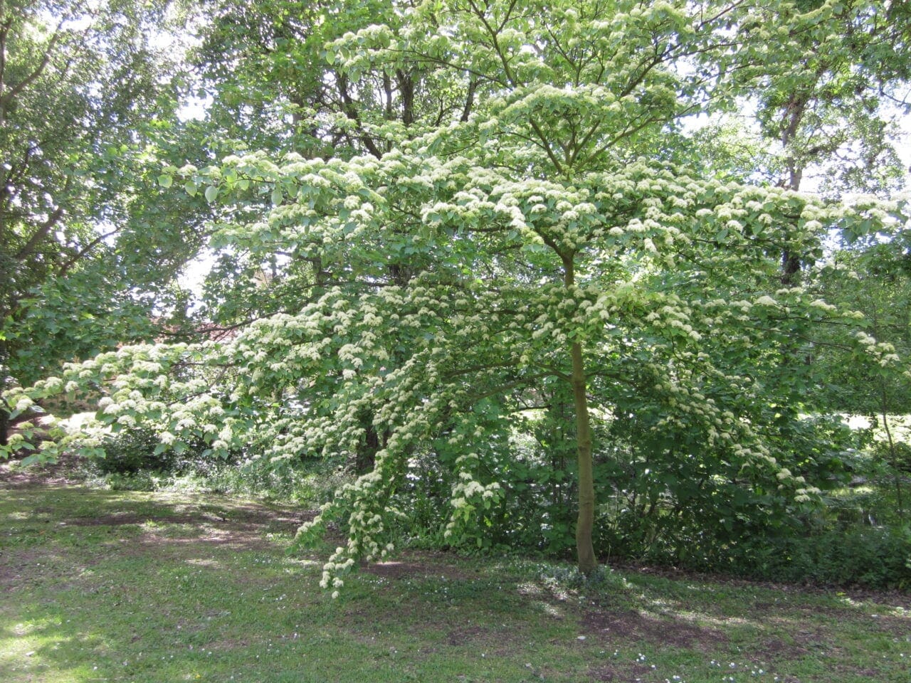 Table Dogwood - Tree Guide UK - Table Dogwood tree identification