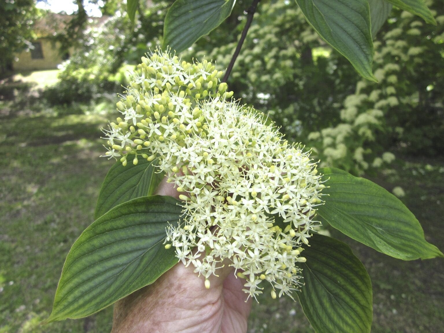 Table Dogwood - Tree Guide UK - Table Dogwood tree identification