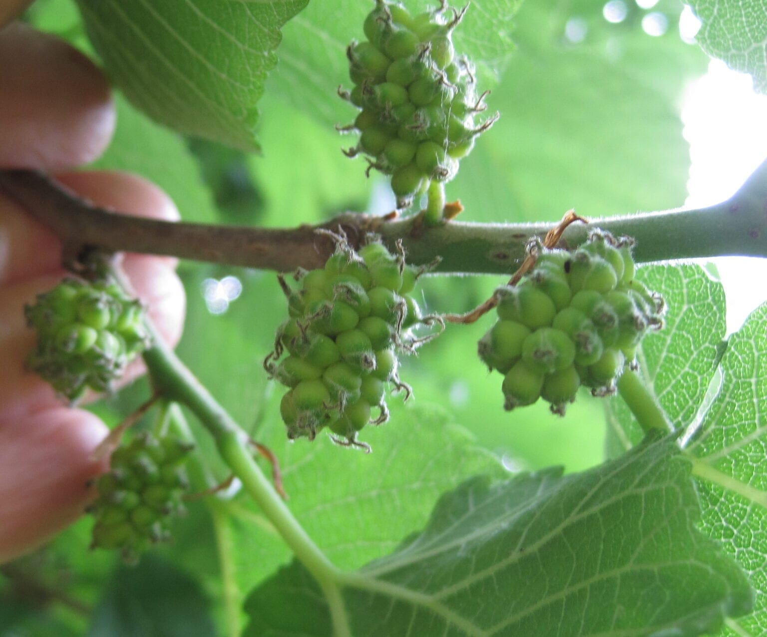 Mulberries - Tree Guide UK - Mulberry tree identification