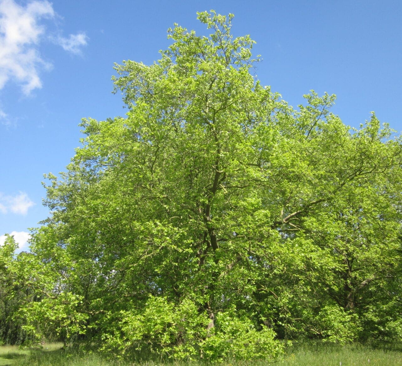 Oriental Plane - Tree Guide UK - Oriental Plane tree identification