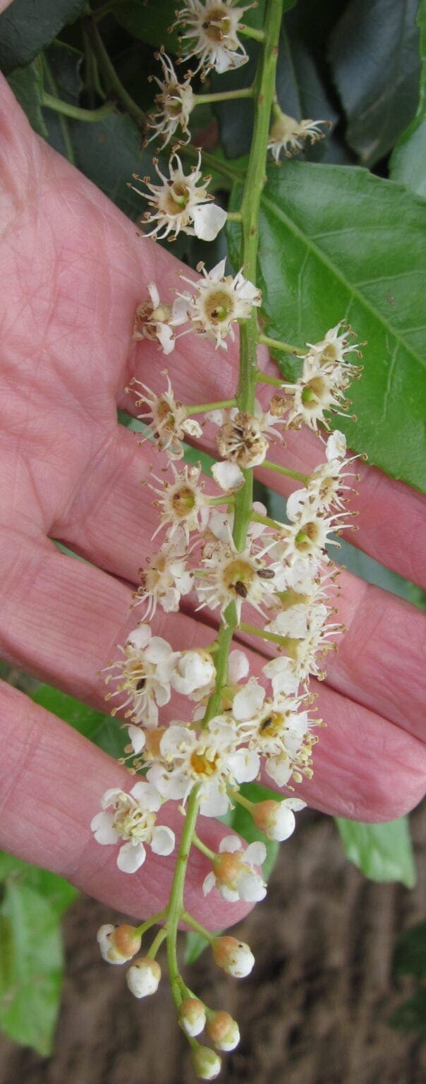 Laurels - Tree Guide UK - Laurel tree identification